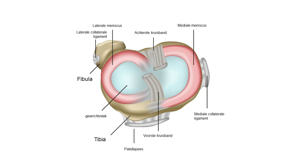 Meniscus - Kniespecialist Henk van der Hoeven